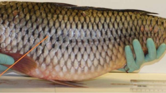 Scales | Fish armor both tough and flexible says DOE/Lawrence Berkeley ...