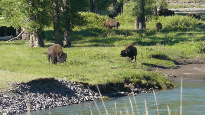 Oregon State University | Reintroduction of wolves tied to return of ...
