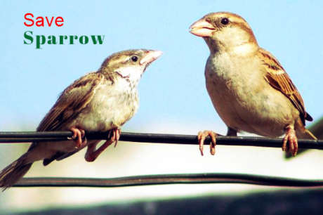 Opinion || World Sparrow Day